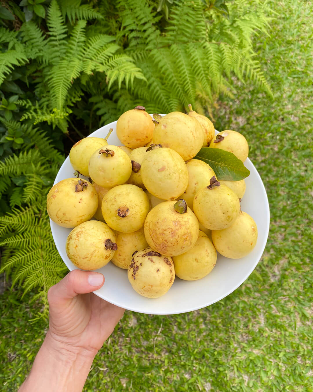 Dulce de Guayaba – Elina Saiach